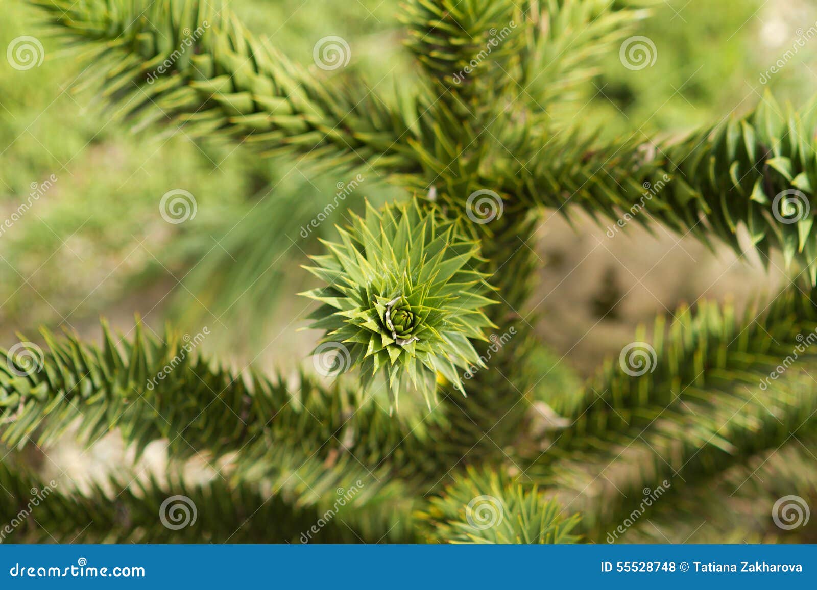 Spiny tree stock photo. Image of thorn, nature, pine - 55528748