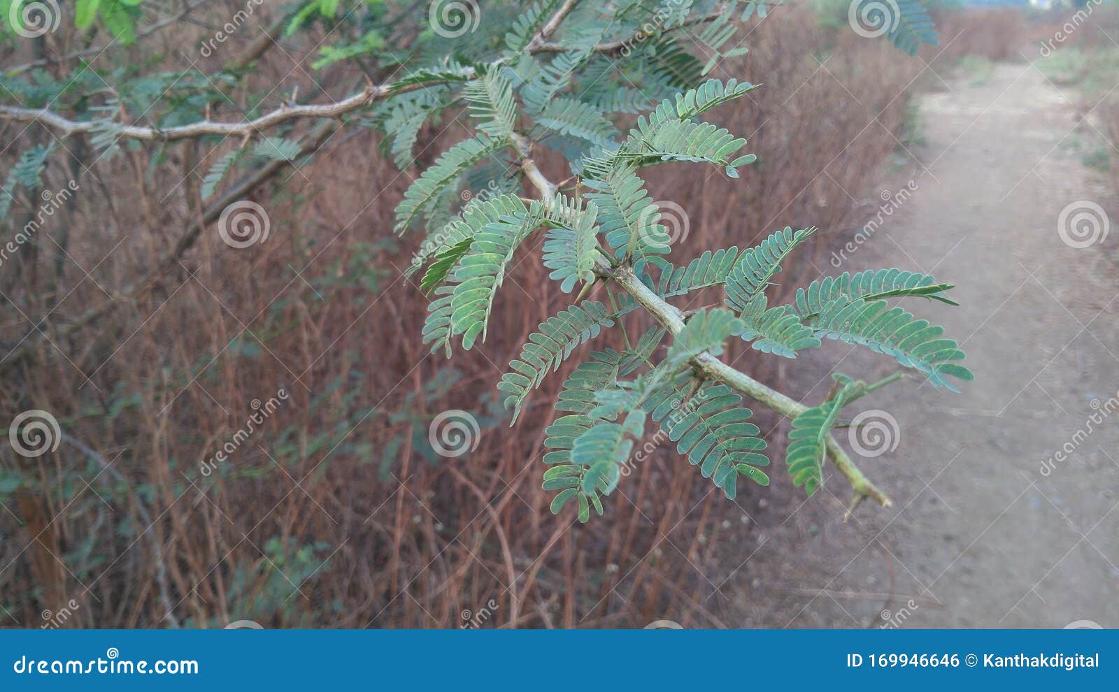 The spiny tree from india stock photo. Image of tree - 169946646