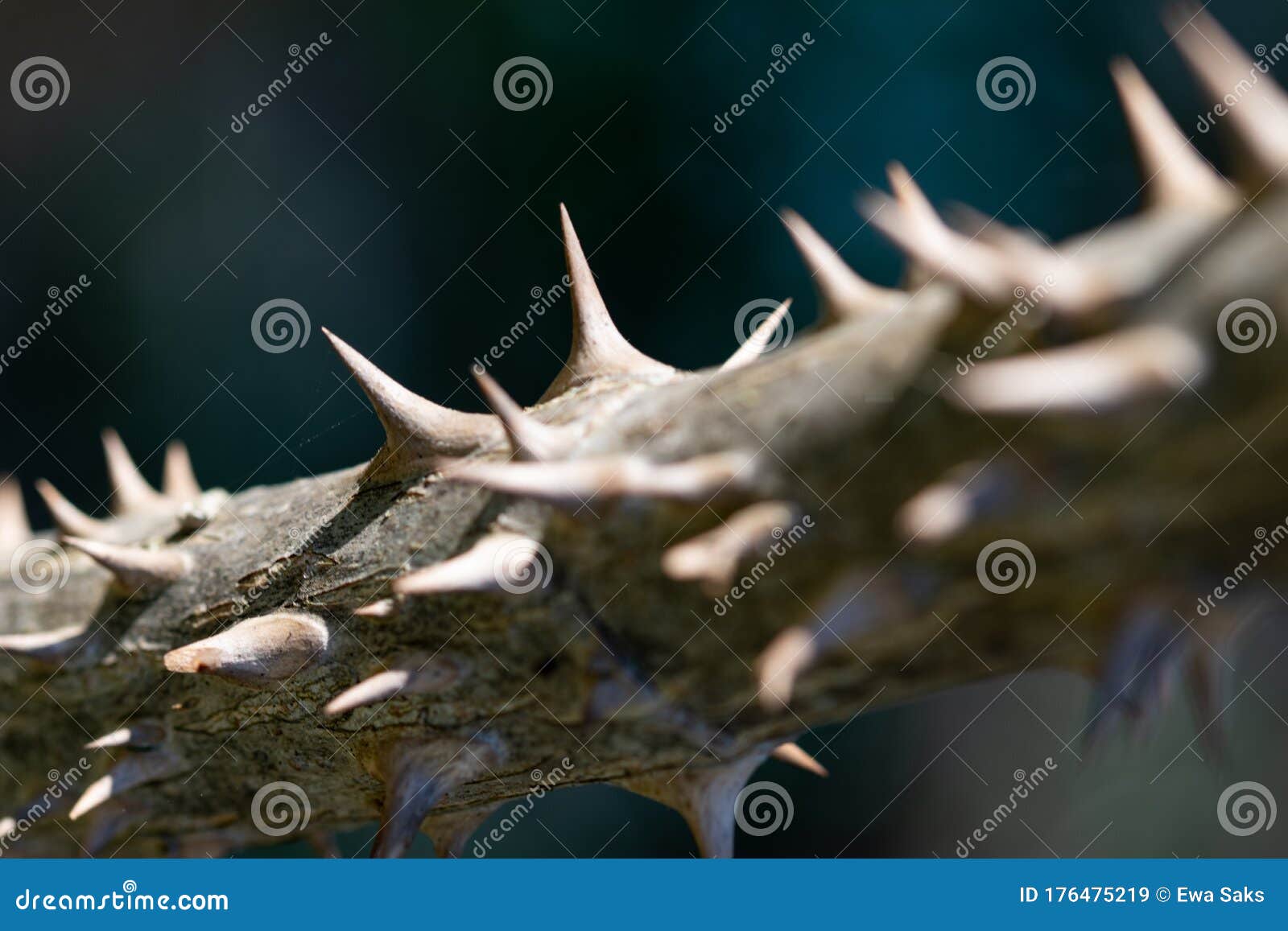 Spiny Twig of Aralia Spinosa, Devils Walking Stick Plant Macro Stock ...