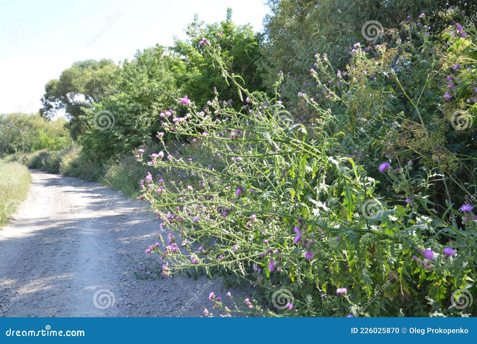 Spiny Weed Hogweed Grows Along the Road Stock Photo - Image of danger ...