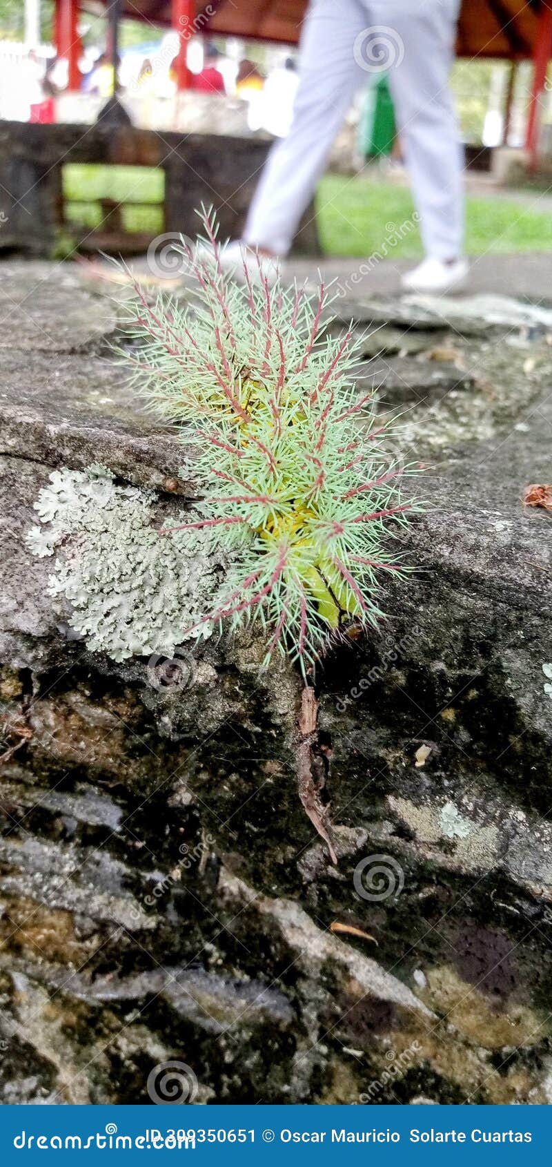 Spiny Worm of Various Shades of Green Stock Image - Image of green ...