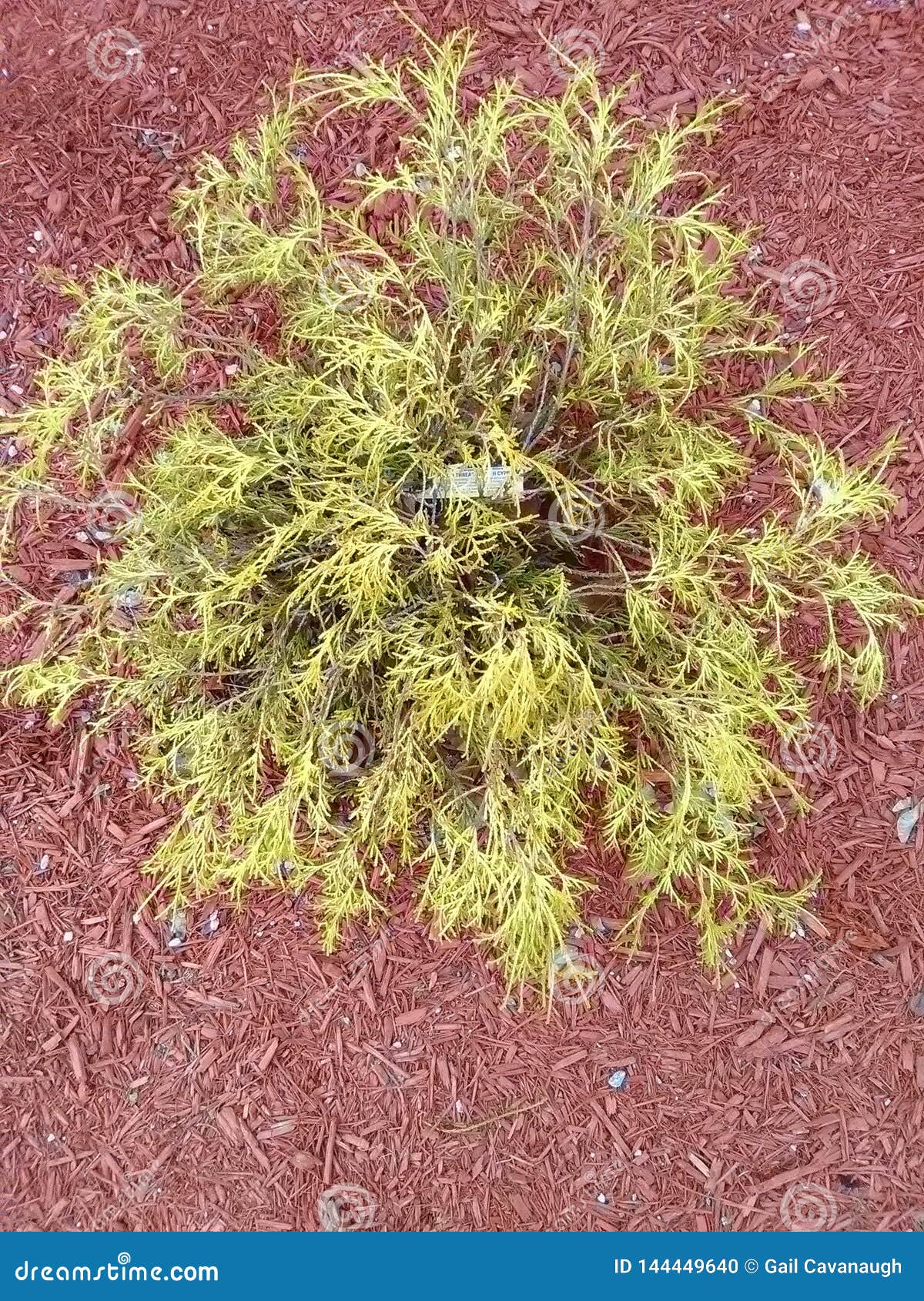 Spiny Yellow and Green Bush in Red Mulch. Stock Photo - Image of ...