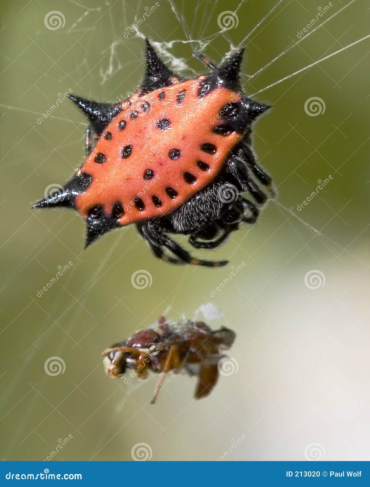 Spinybacked Orbweaver stock photo. Image of spines, storage - 213020