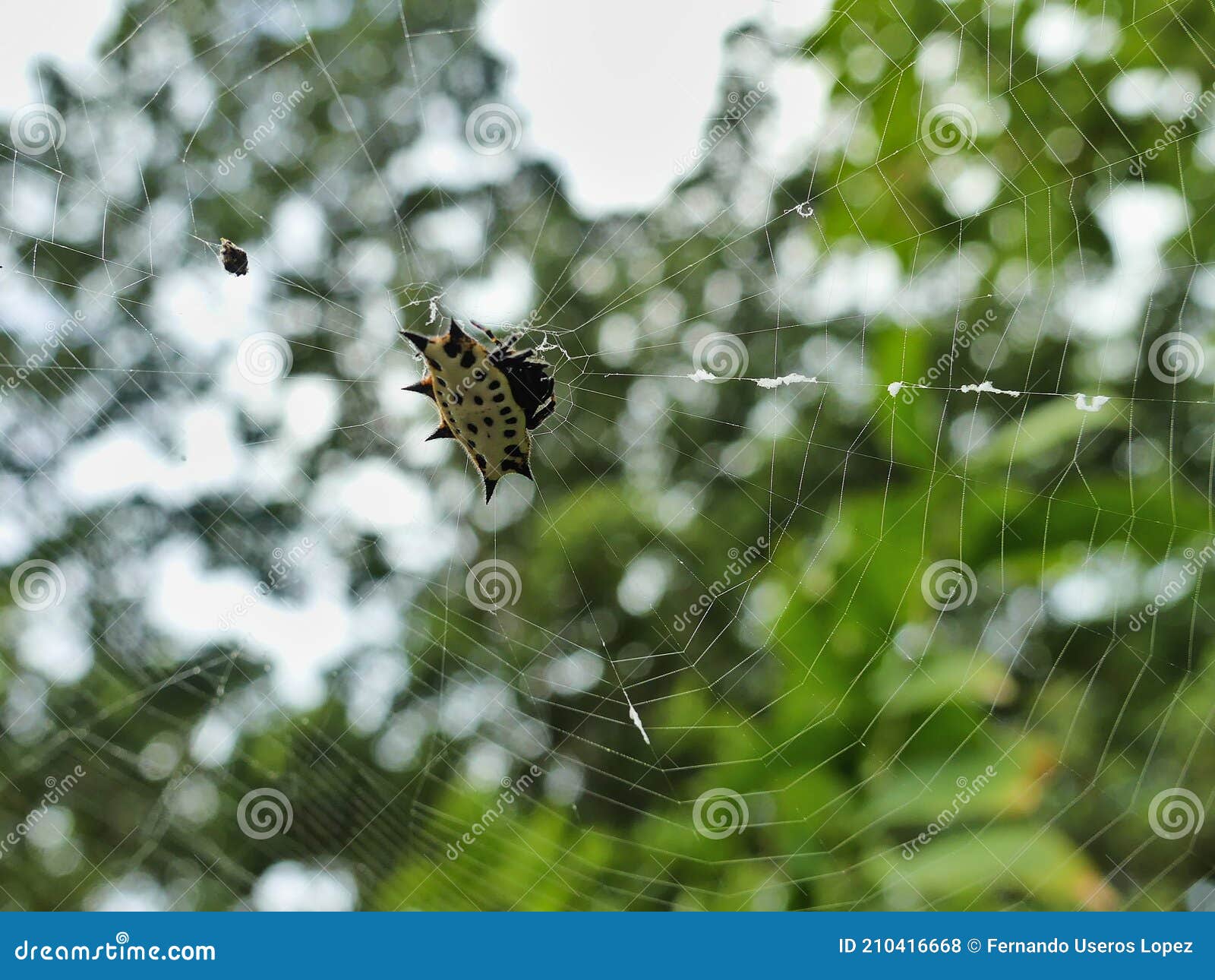 Spinybacked Orbweaver Gasteracantha Cancriformis, Impressive American ...