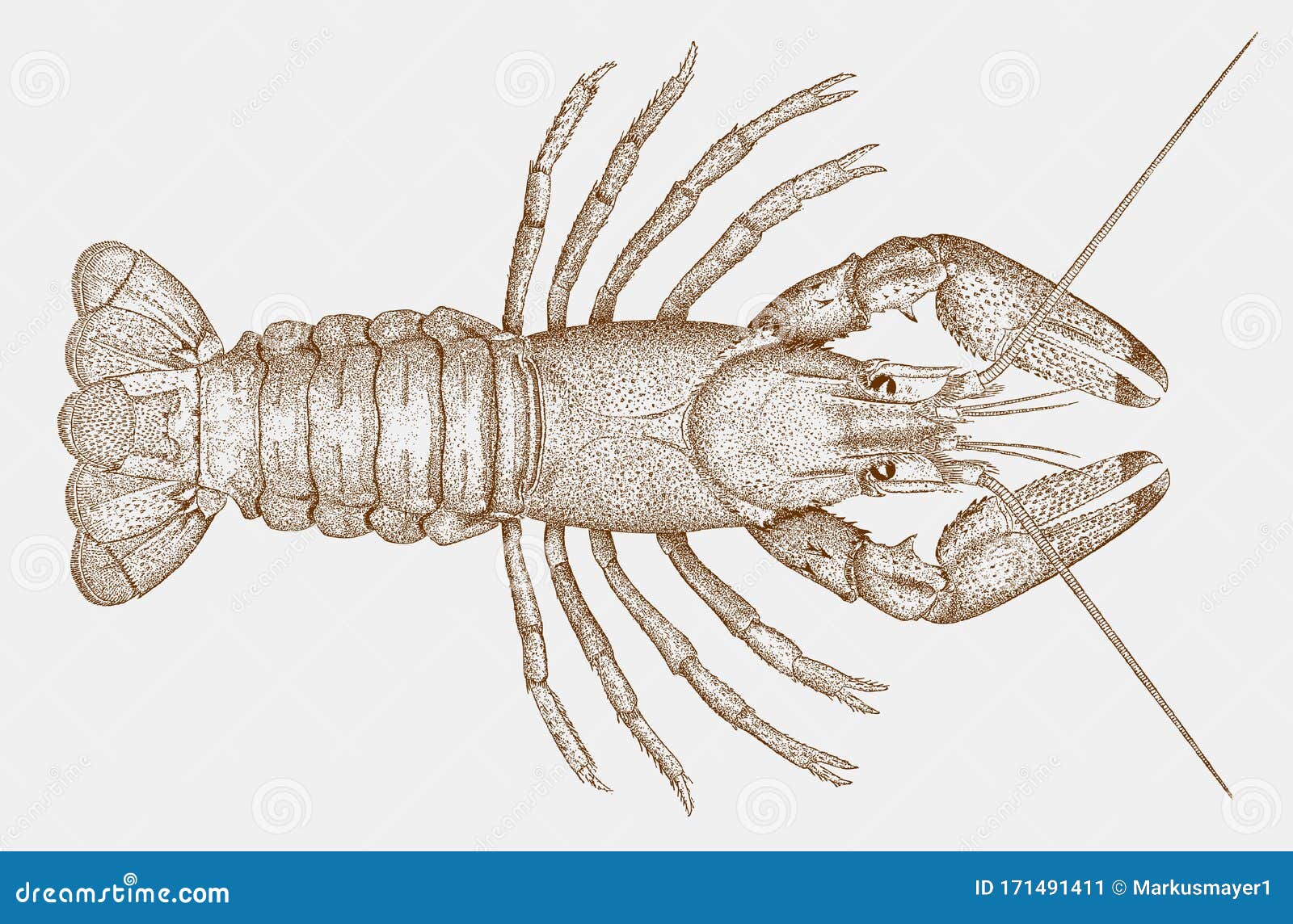 Spinycheek Crayfish in Top View Stock Vector - Illustration of seafood ...
