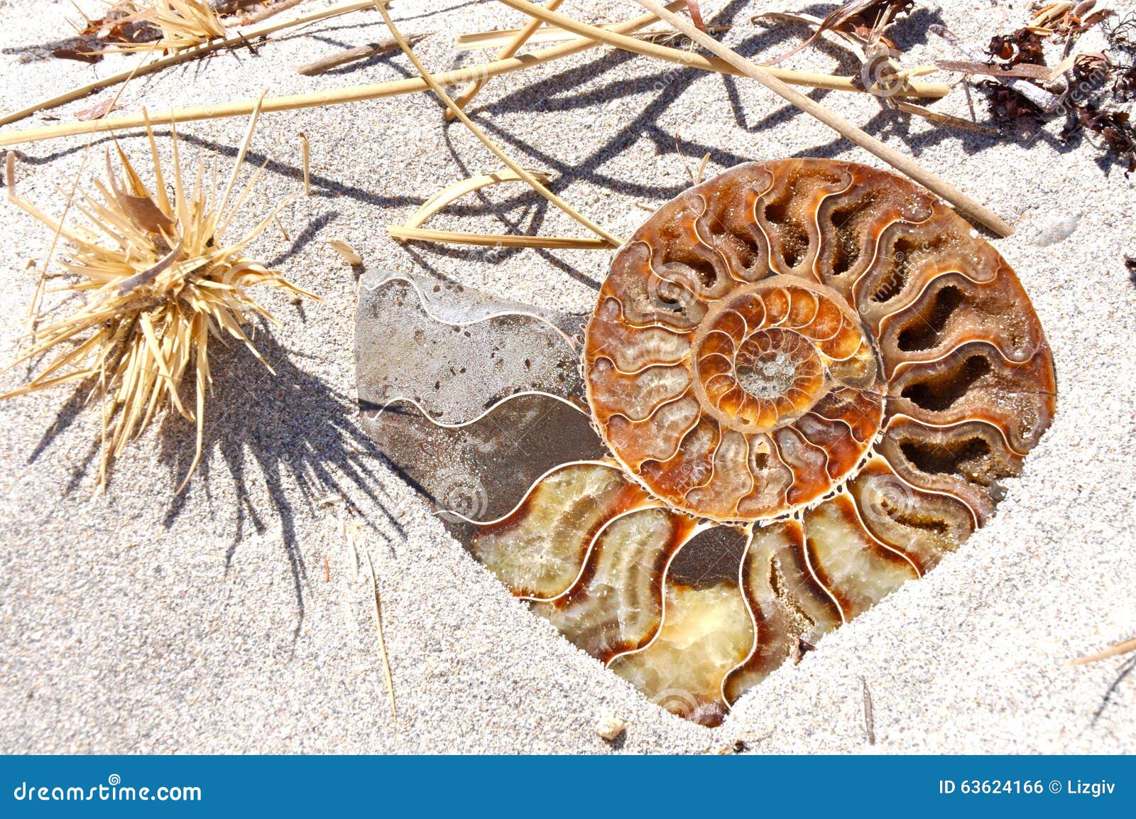 Spiraalvormige Ammoniet stock foto. Image of zand, sinaasappel - 63624166