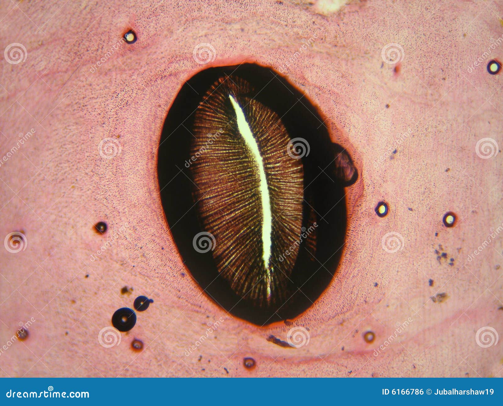 Spiracle silkworm stock photo. Image of arthropod, microscopic - 6166786