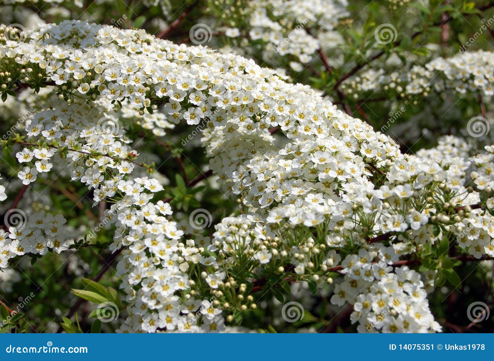 Spiraea stock image. Image of flower, white, blossom - 14075351