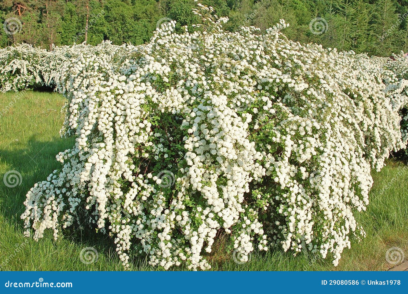Spiraea photo stock. Image du blanc, fleur, pétale, bourgeon - 29080586