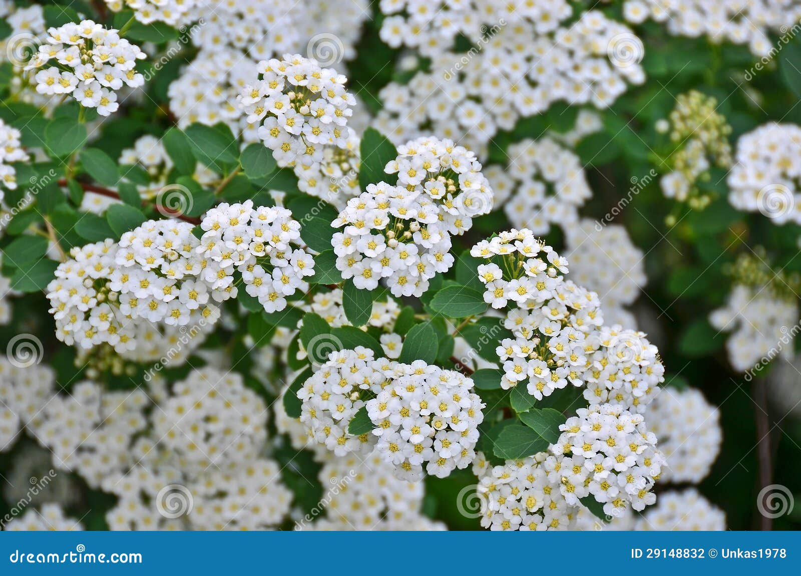 Spiraea stock photo. Image of stamen, flower, beautiful - 29148832
