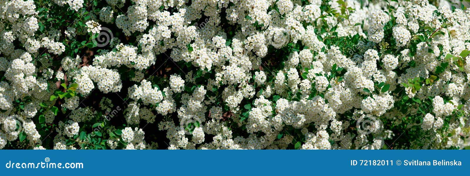 Spiraea Alpine Spring Flower Stock Image - Image of beauty, fresh: 72182011