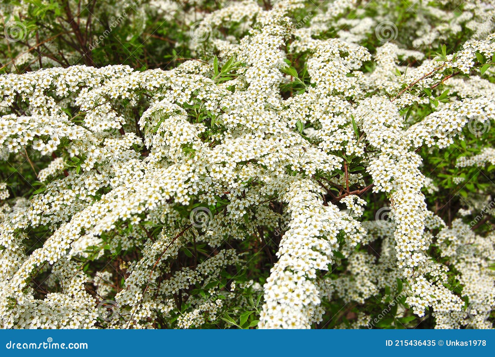 Spiraea spring blossom stock image. Image of leaf, spiraea - 215436435