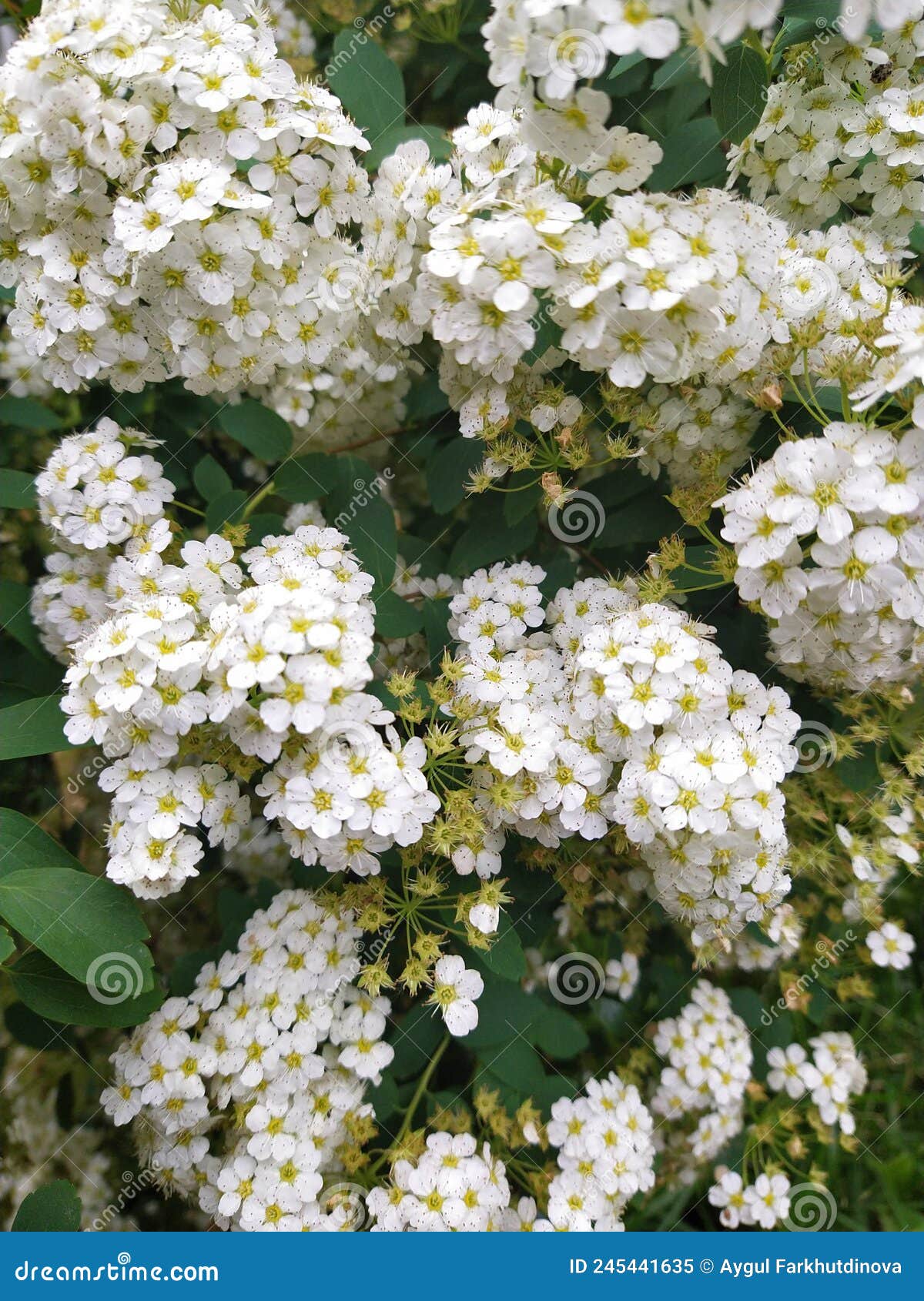 Spiraea chamaedryfolia imagen de archivo. Imagen de cubo - 245441635