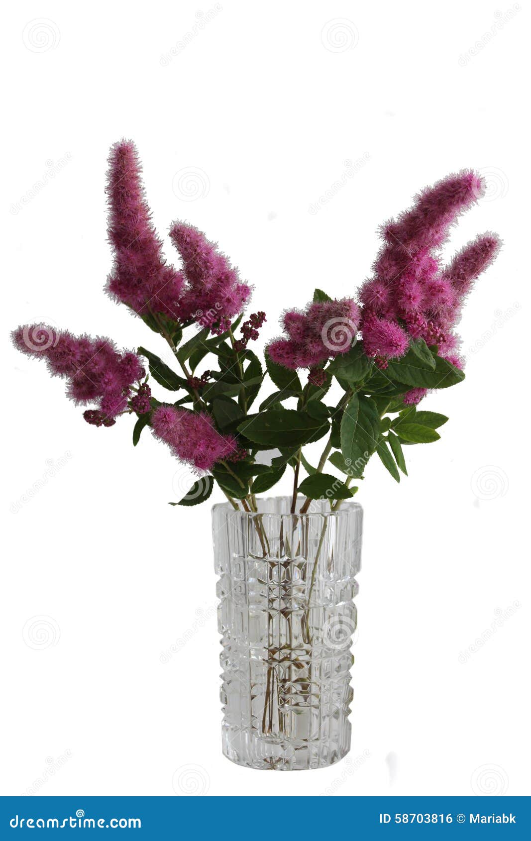Spiraea Flowers in the Vasa Stock Photo - Image of nature, grass: 58703816