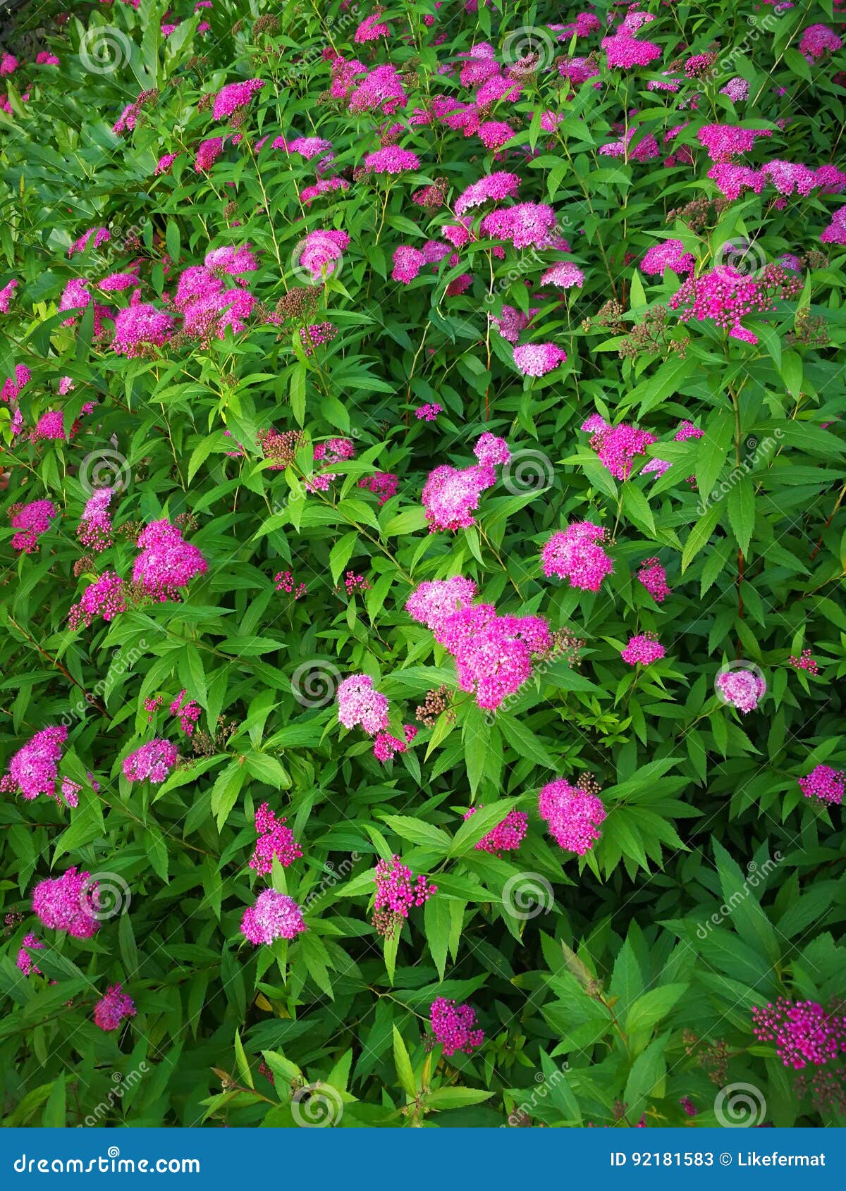 Spiraea japonica L. f stock image. Image of purple, subshrub - 92181583