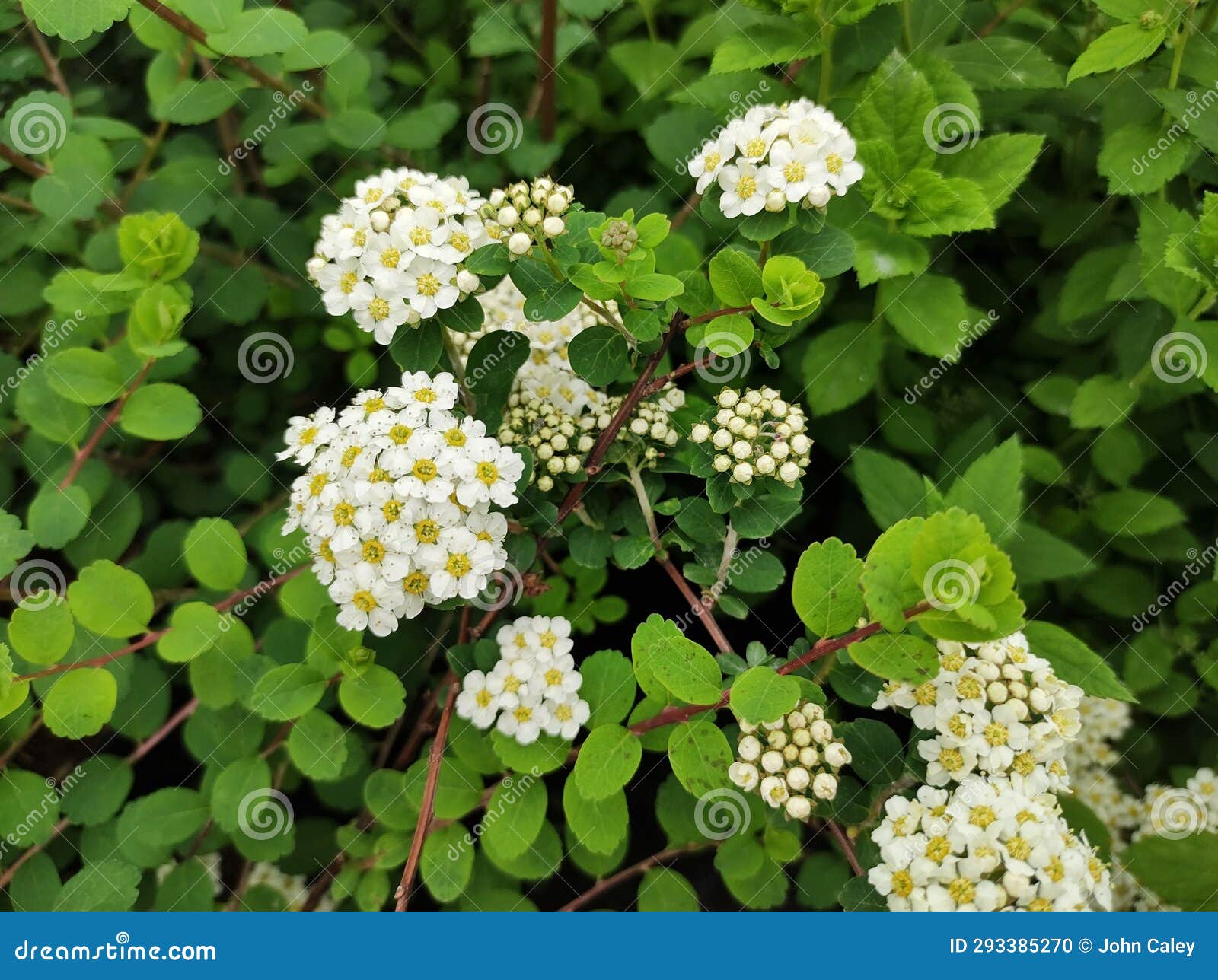 Spiraea Nipponica Snowmound Stock Photo - Image of flowerhead ...