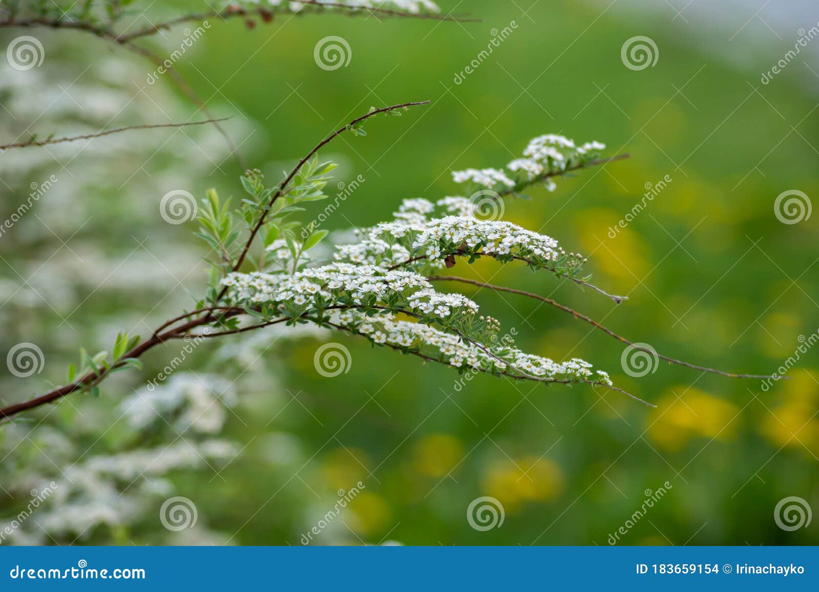 Spiraea Prunifolia an Upright Medium-sized Clumping Deciduous Shrub ...