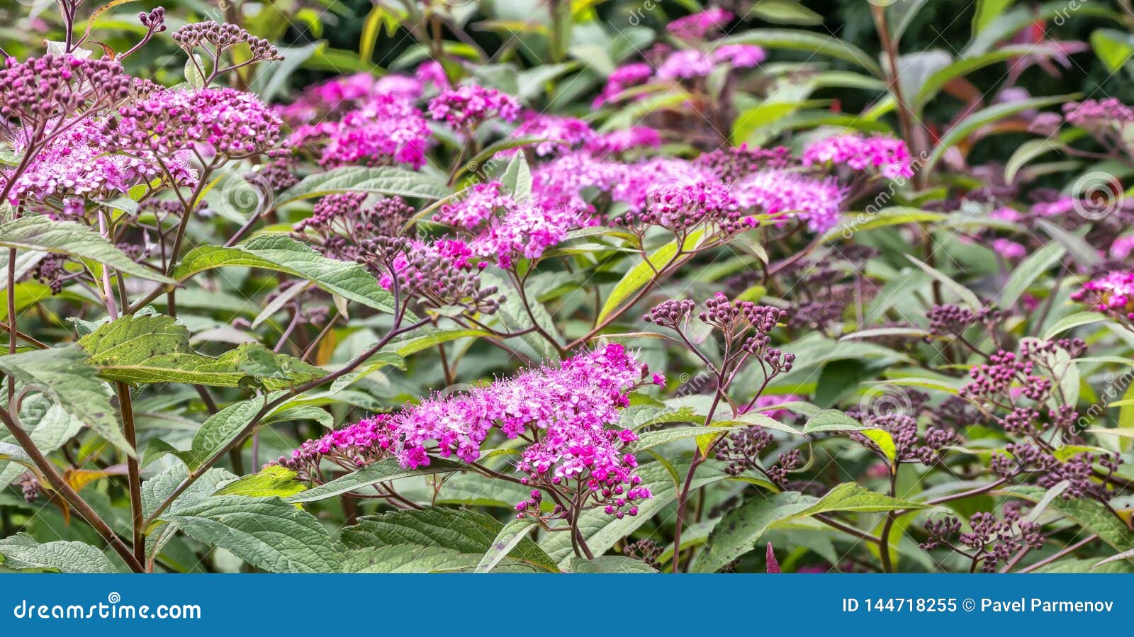 Spiraea red shrub stock image. Image of flora, pollen - 144718255