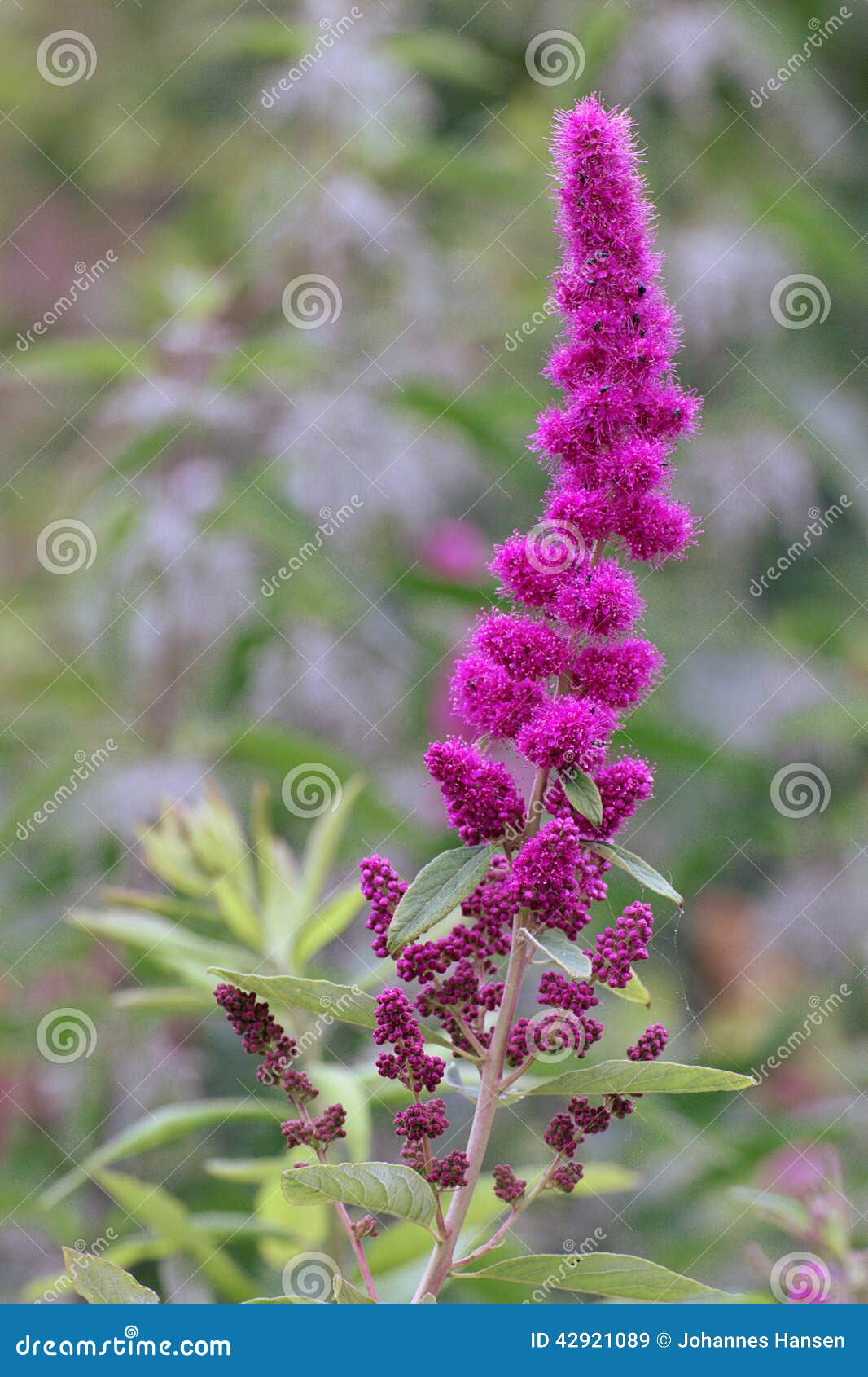 Spiraea Salicifolia L. Shooting In Summer Royalty-Free Stock Photo ...
