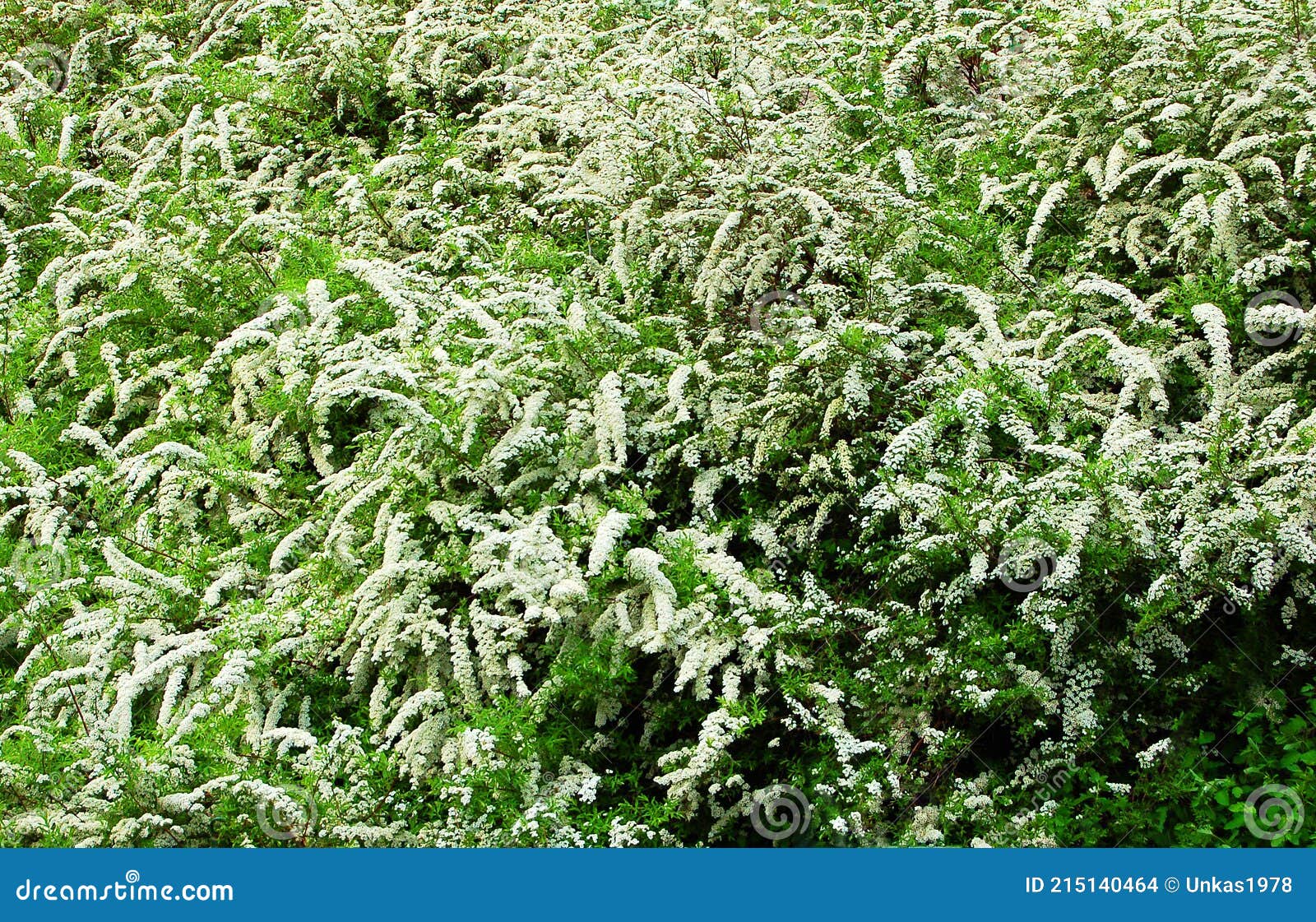 Spiraea spring blossom stock photo. Image of summer - 215140464