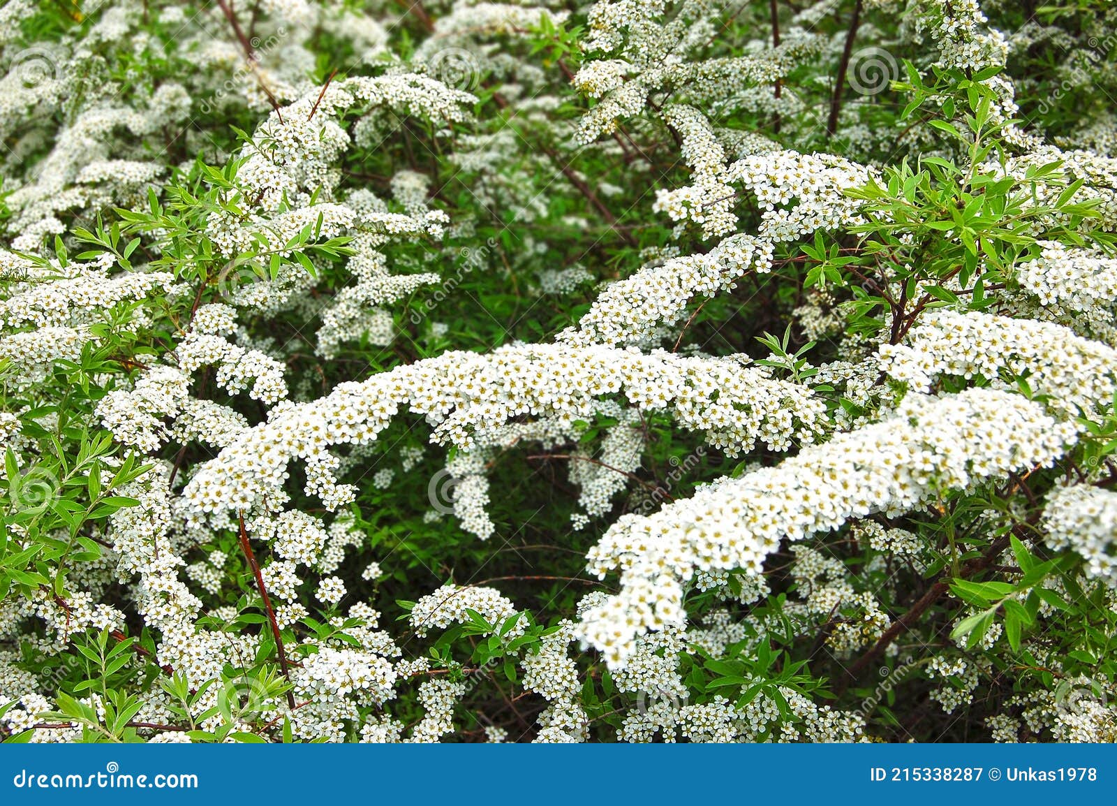 Spiraea spring blossom stock image. Image of nature - 215338287