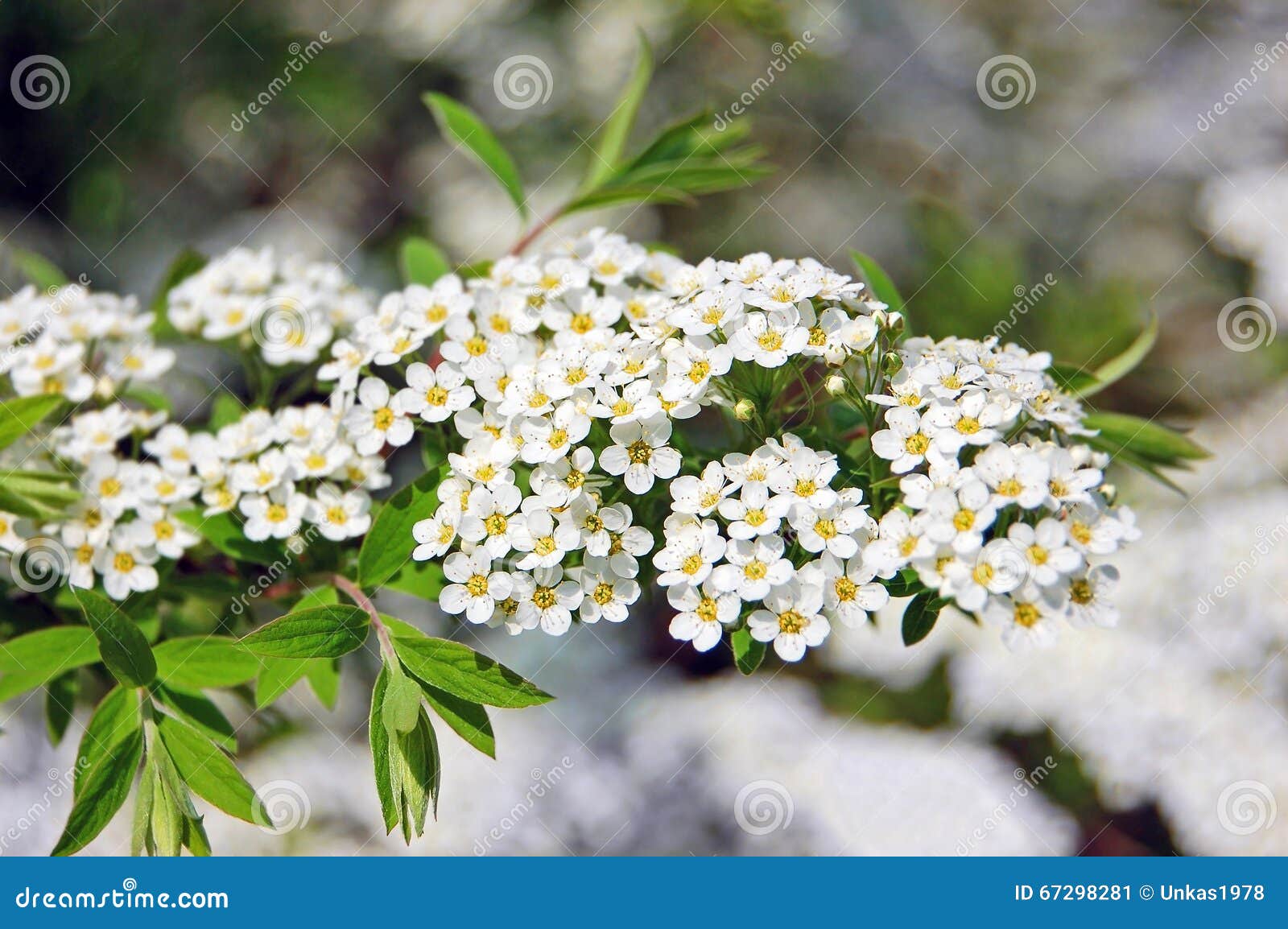 Spiraea spring blossom stock image. Image of stamen, blooming - 67298281