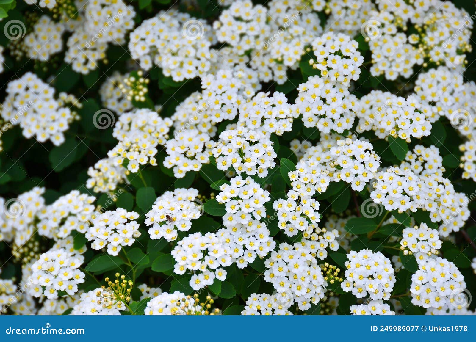 Spiraea spring blossom stock image. Image of beauty - 249989077