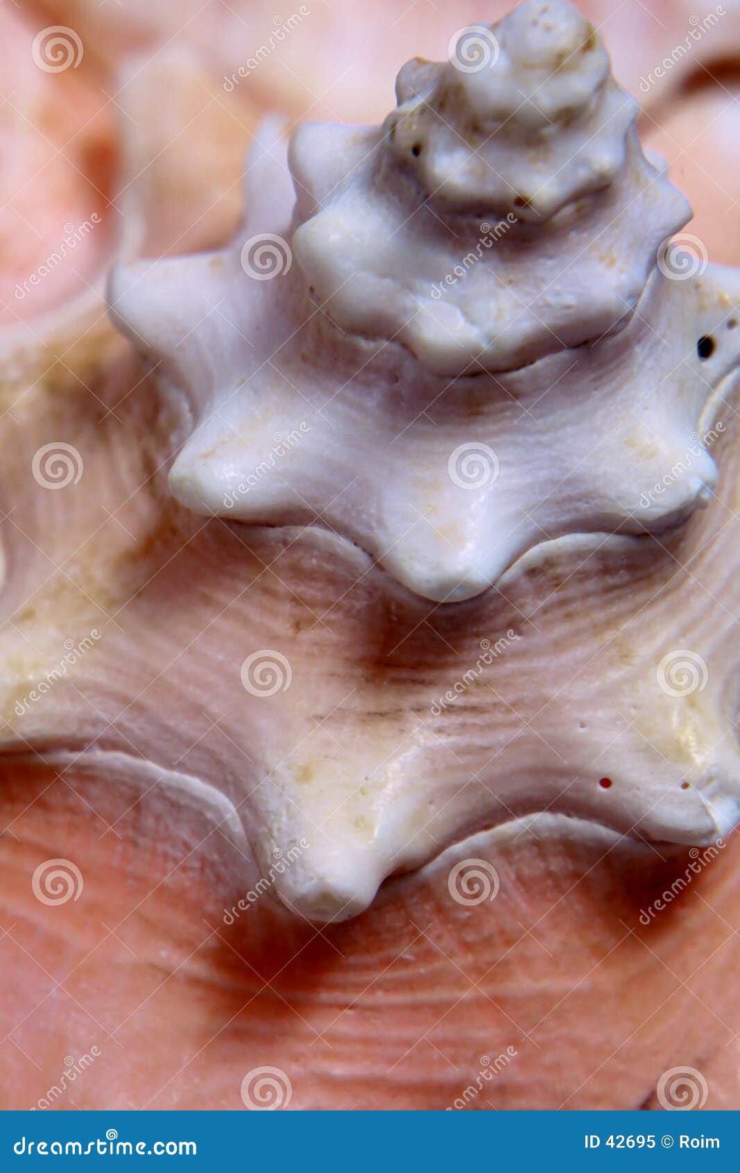Spiral stock image. Image of spiral, conch, nature, still - 42695