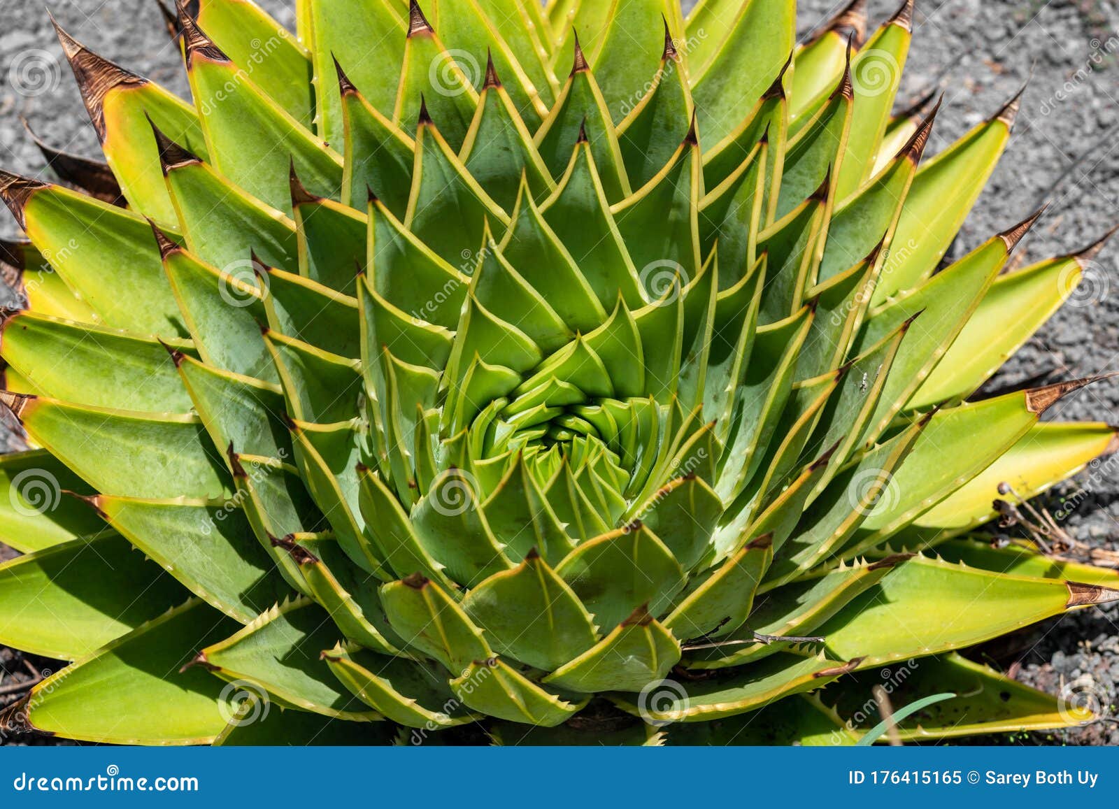 Spiral Aloe - Aloe Polyphylla Stock Image - Image of botanical, pattern ...