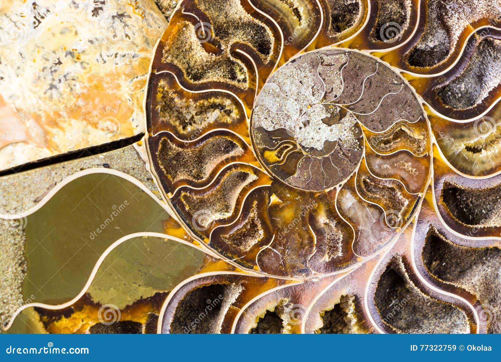 Fossil Of An Ammonoids Royalty-Free Stock Image | CartoonDealer.com ...