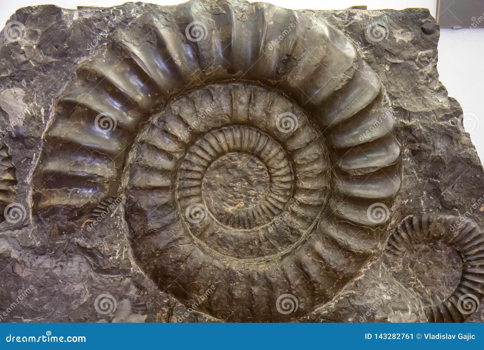 Spiral Ammonite fossil stock image. Image of fossilized - 143282761