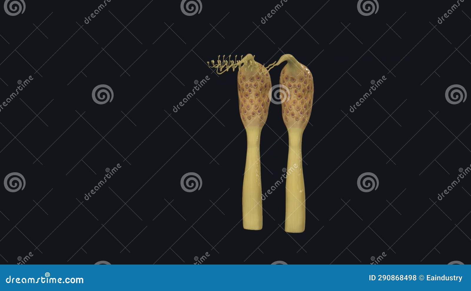 The Spiral (cochlear) Ganglion is a Group of Neuron Cell Bodies in the ...