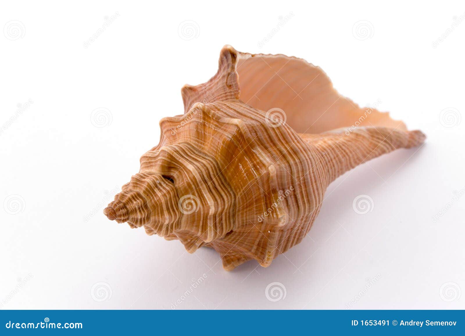 Spiral cockle-shell stock image. Image of anfractuous - 1653491