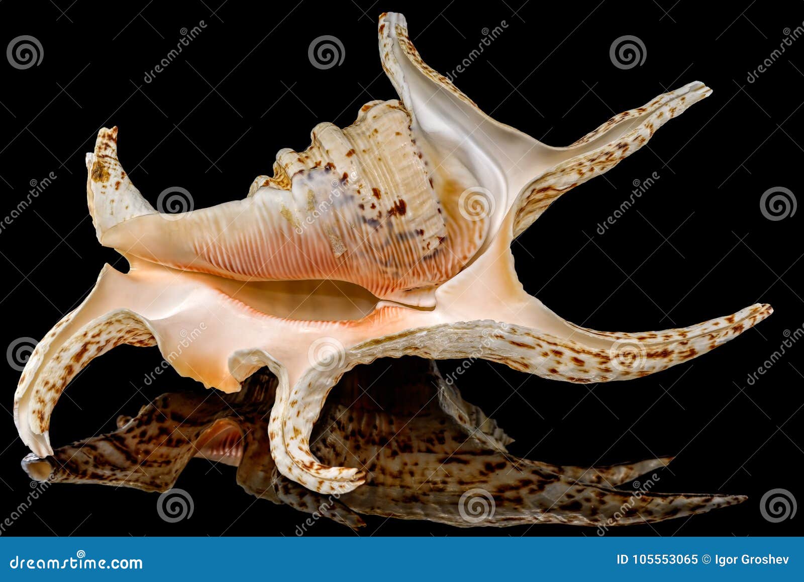 Spiral Conch Shell stock image. Image of stilllife, souvenir - 105553065