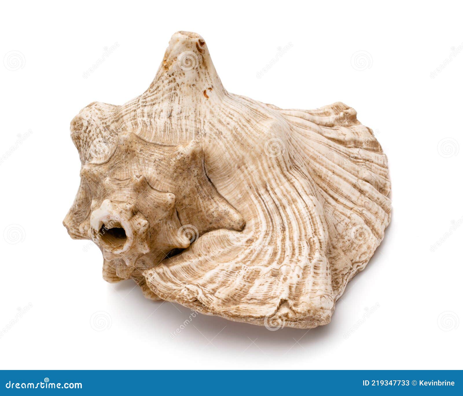 Spiral Conch Shell stock image. Image of marine, conch - 219347733