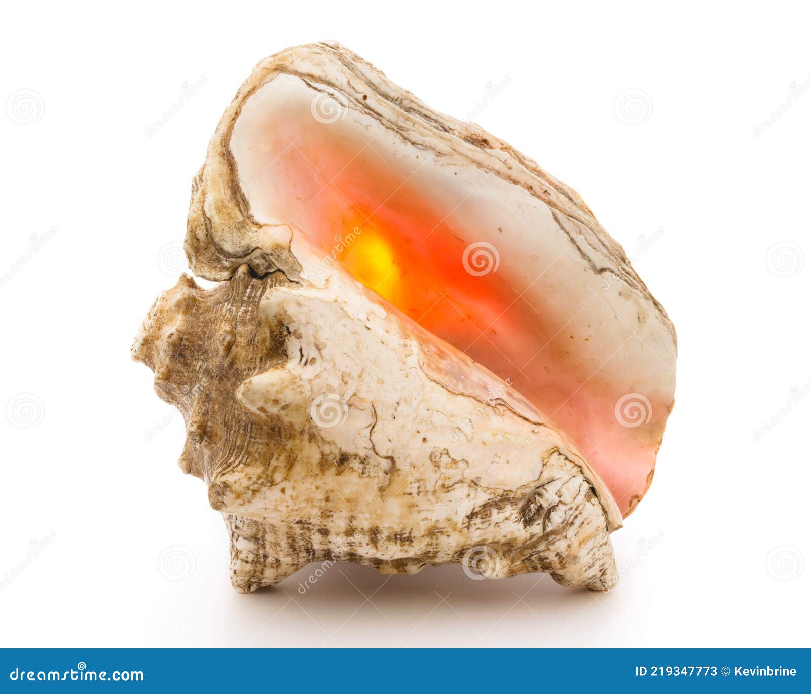 Spiral Conch Shell stock image. Image of shell, organism - 219347773