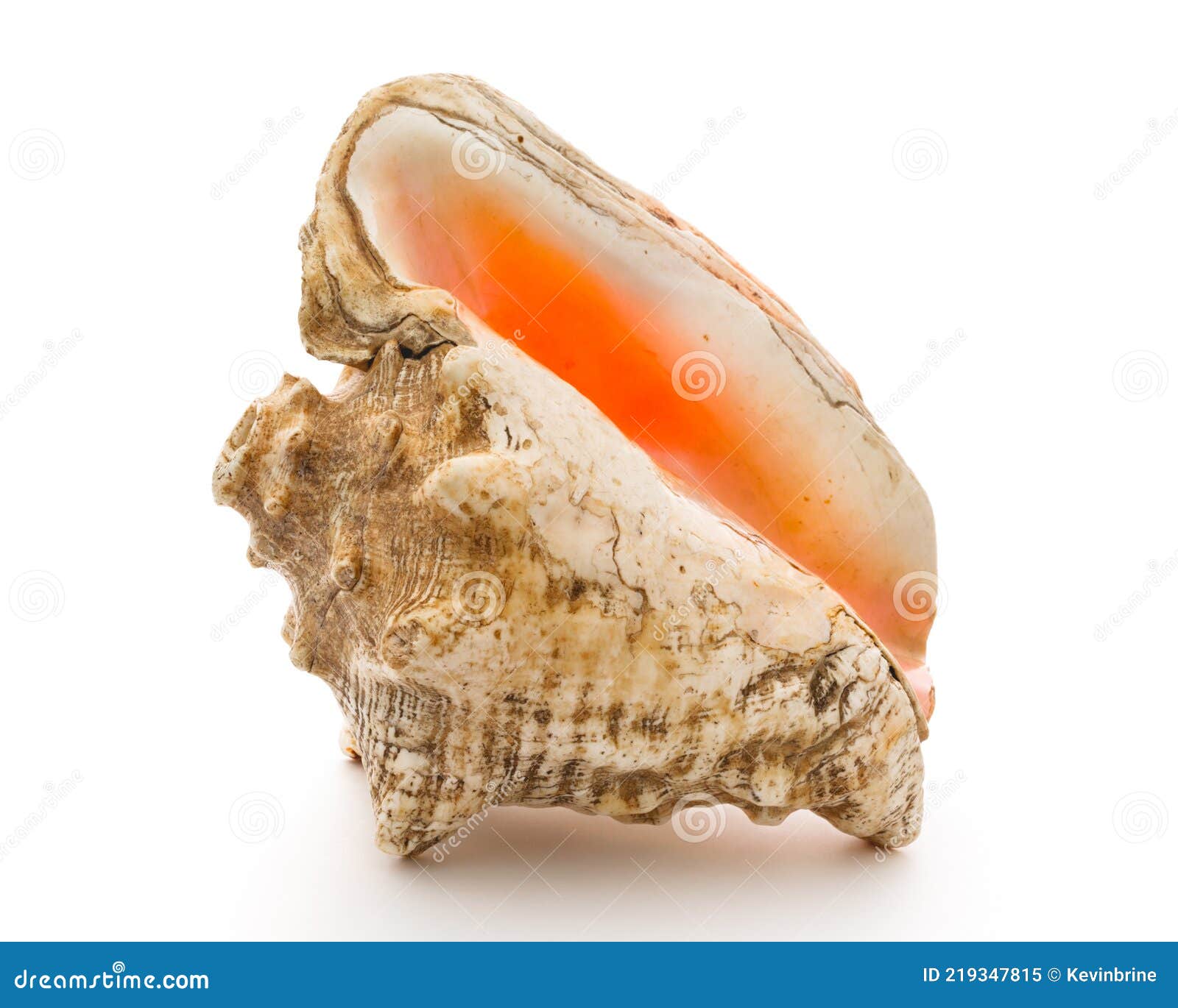 Spiral Conch Shell stock image. Image of snail, life - 219347815