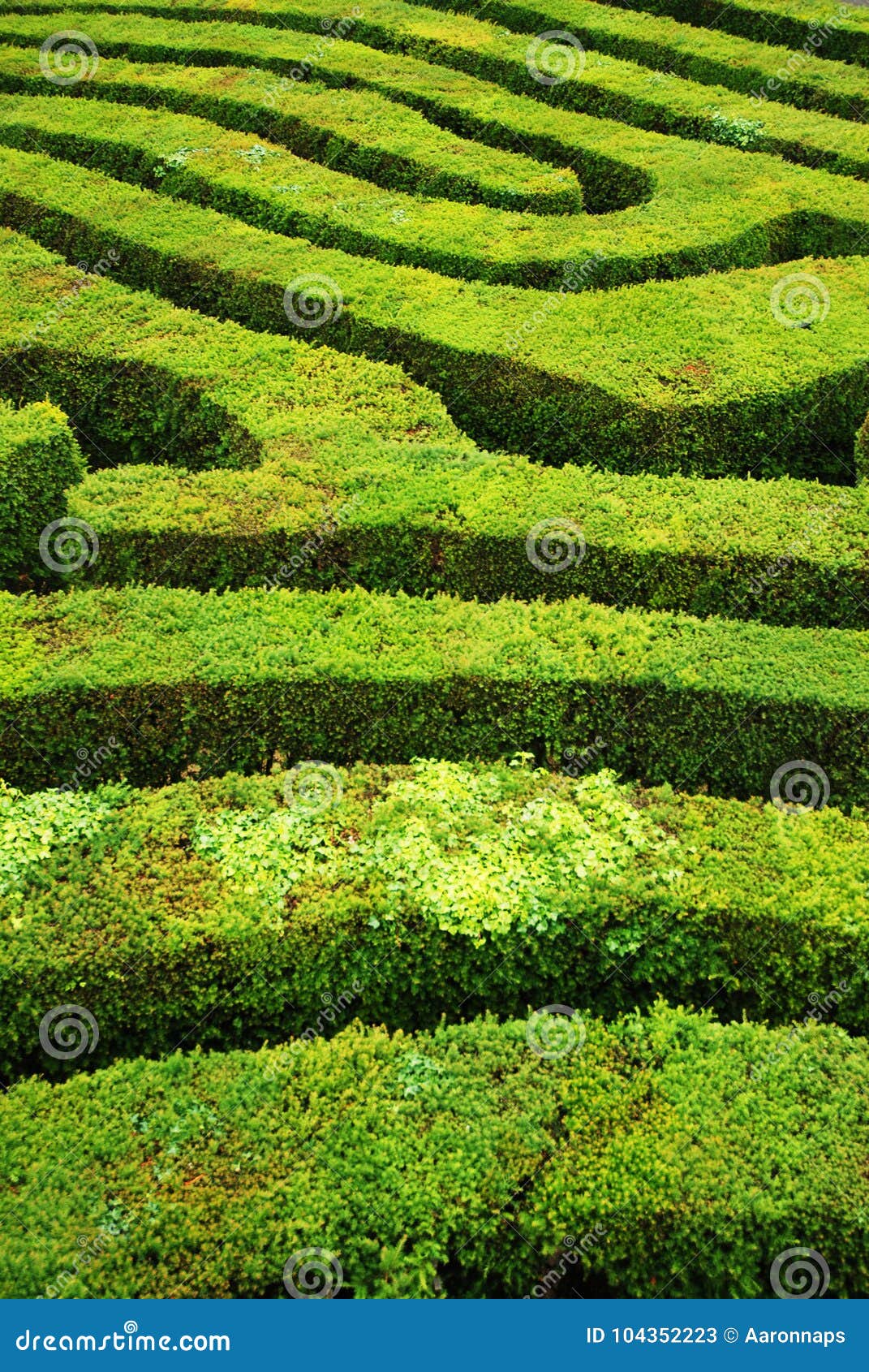 A Spiral Confusing Hedgerow Spiral Maze Stock Image - Image of choice ...