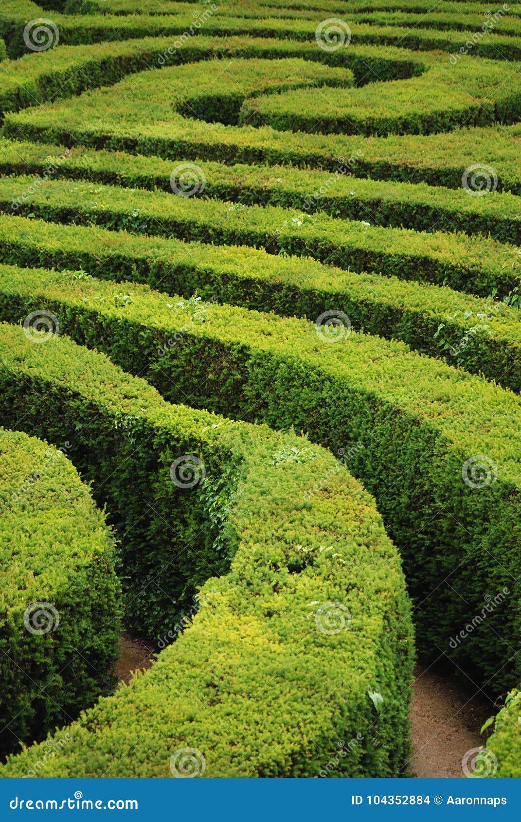 A Spiral Confusing Hedgerow Spiral Maze Stock Photo - Image of choice ...