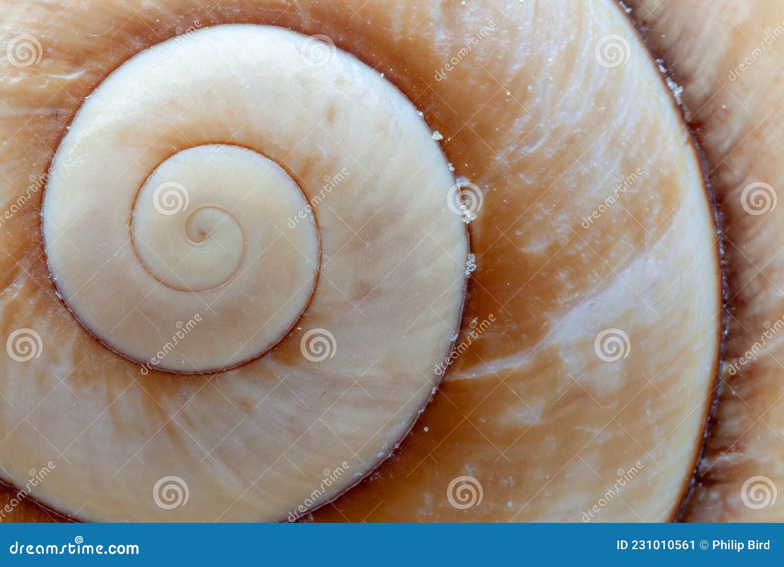 Spiral Construction of a Giant Brown Snail Shell Stock Image - Image of ...