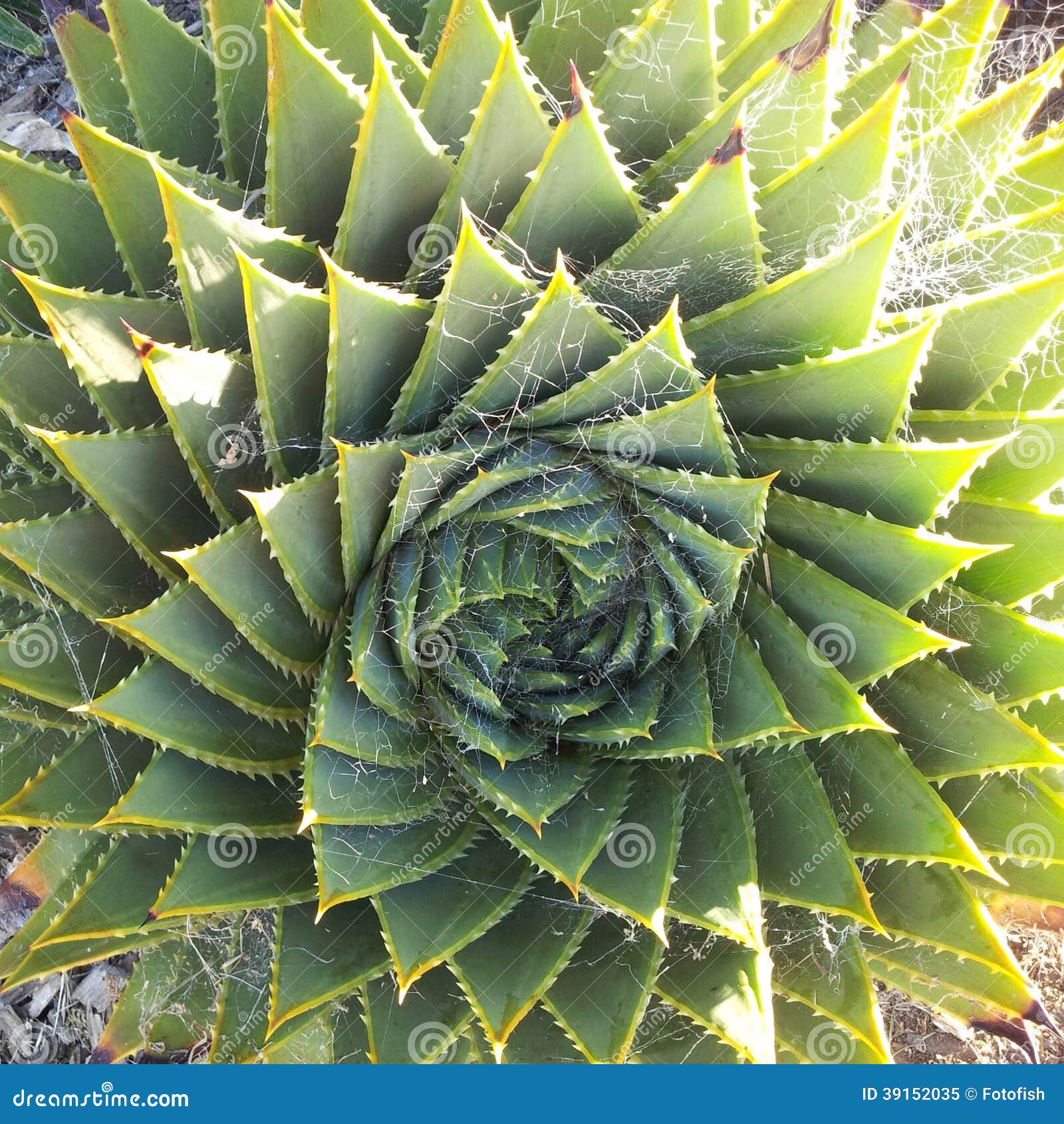 Spiral design in nature. stock image. Image of garden - 39152035