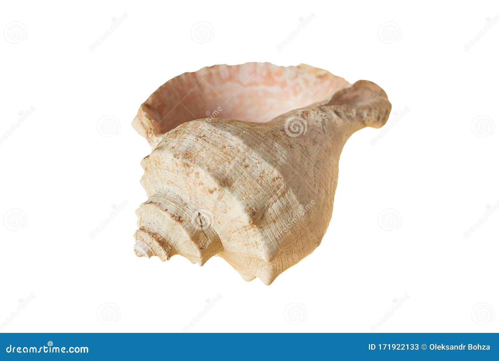 Spiral Empty Aged Seashell Isolated on White Background Stock Image ...