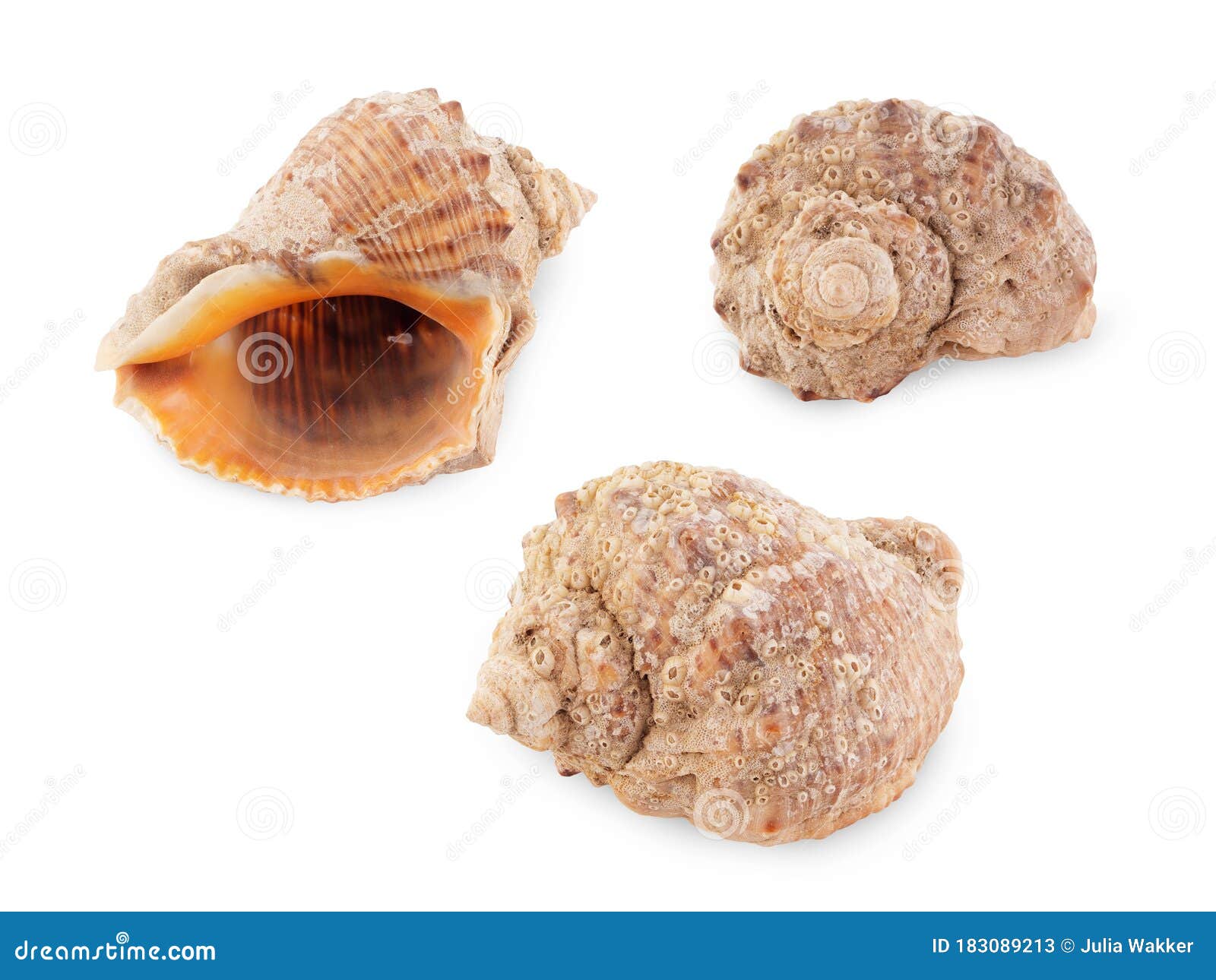 Spiral empty seashell stock image. Image of mollusc - 183089213