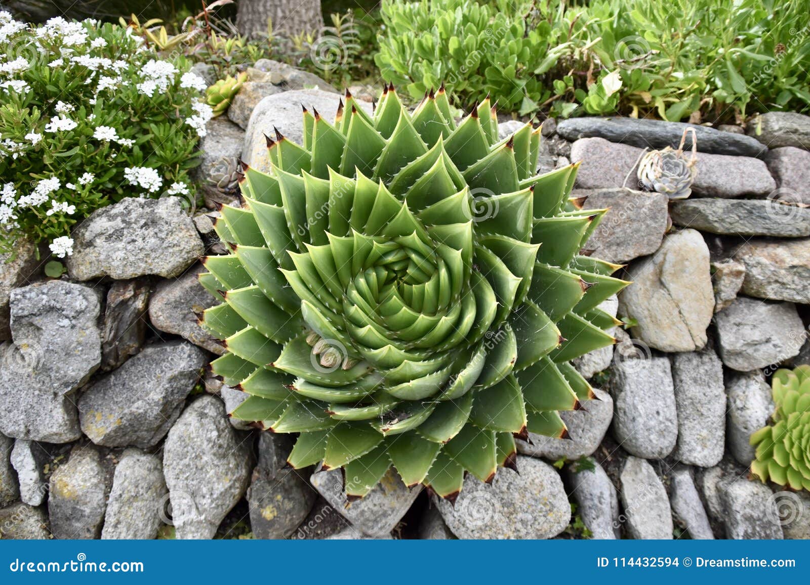 Spiral Flower stock photo. Image of growing, plant, nikon - 114432594