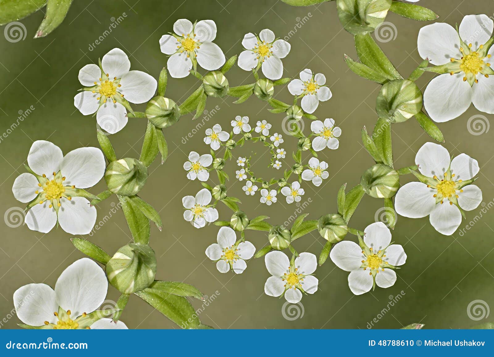Spiral Flower Strawberries stock illustration. Illustration of botany ...