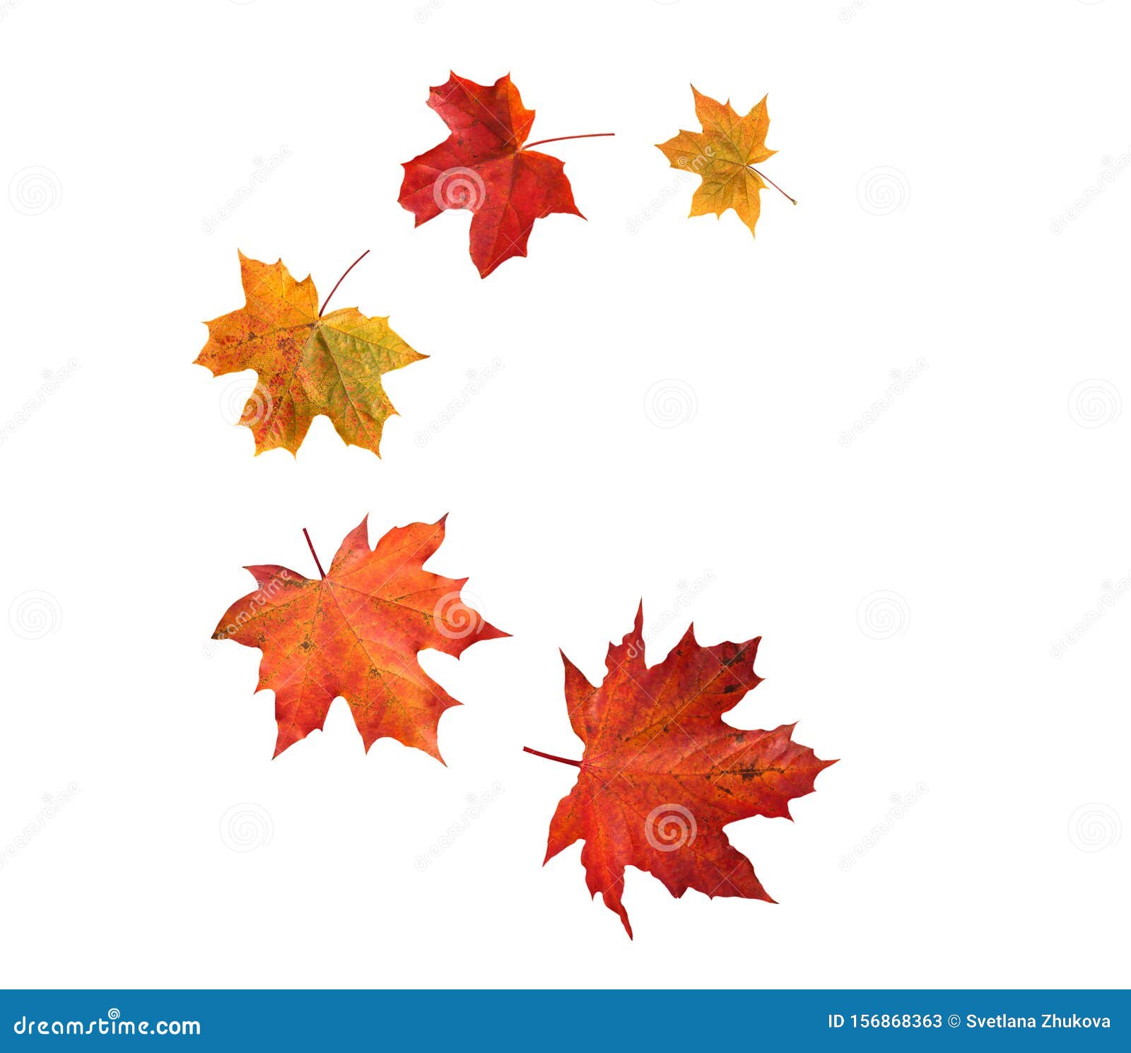 Spiral Flying Heap of Canada Maple Tree Red Autumn Leaves Stock Image ...