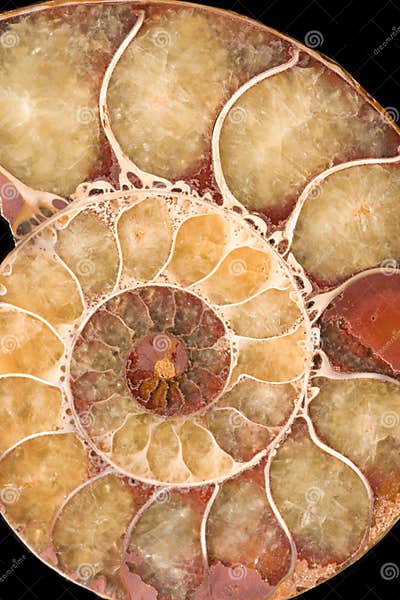 Spiral Fossil stock photo. Image of rock, fossil, macro - 13230740