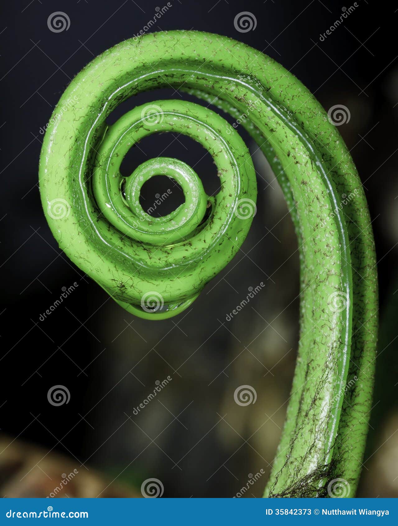 Spiral green leaf stock image. Image of lush, botanical - 35842373