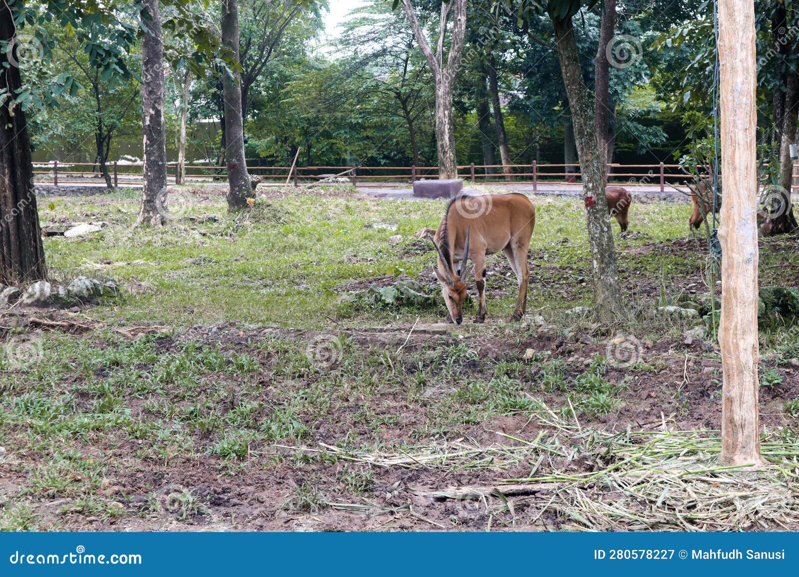 Spiral-horned Antelope Foraging in Zoo Stock Image - Image of ...