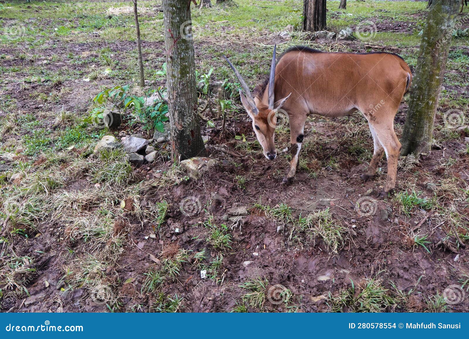 Spiral-horned Antelope Foraging in Zoo Stock Photo - Image of national ...